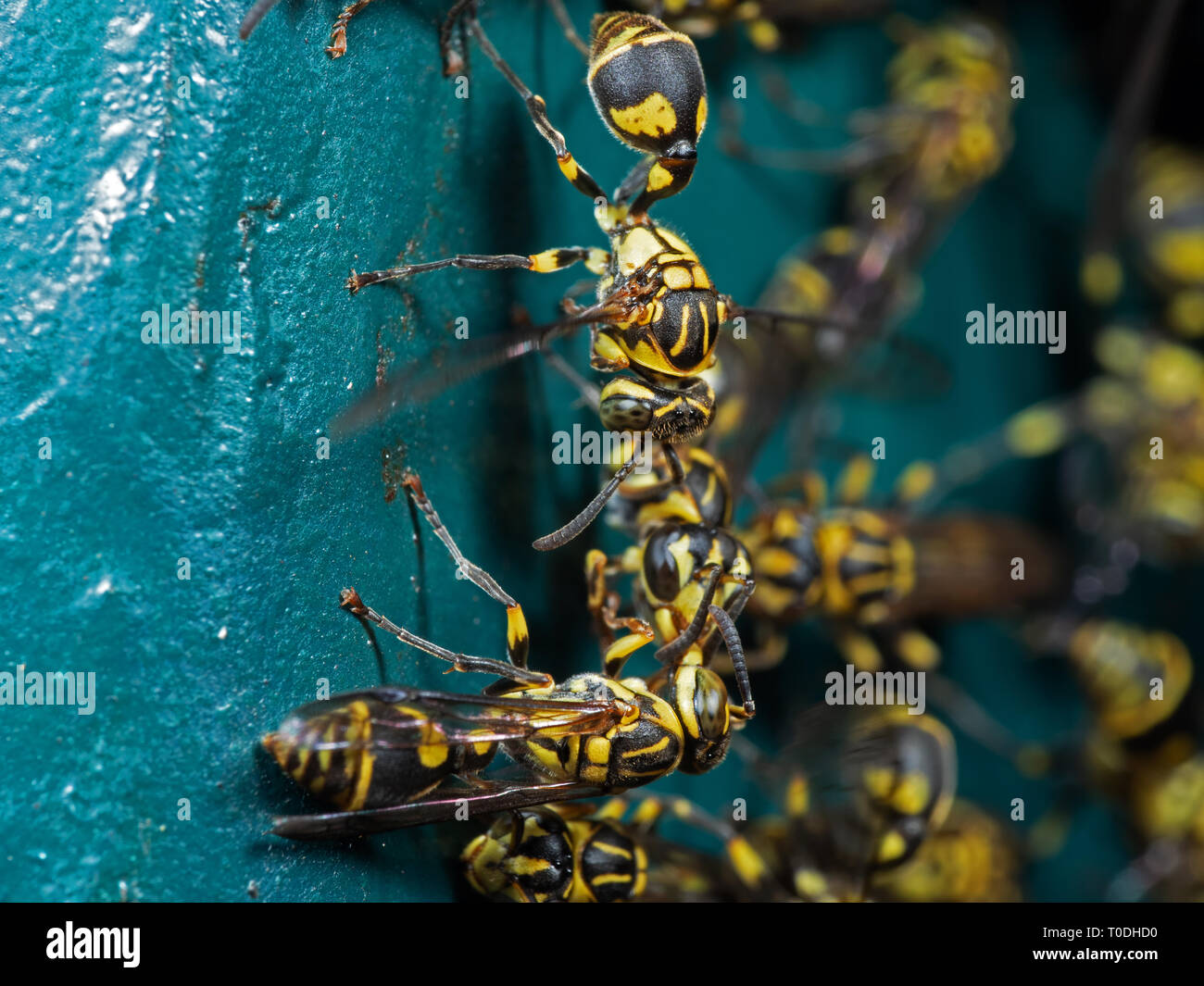 Macro Photography of Group of Wasps on Blue Green Metal Material Stock ...