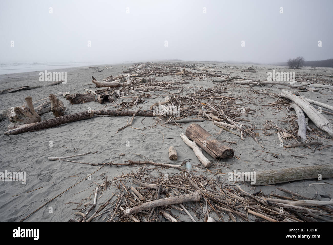 Wooden trunks hi-res stock photography and images - Alamy