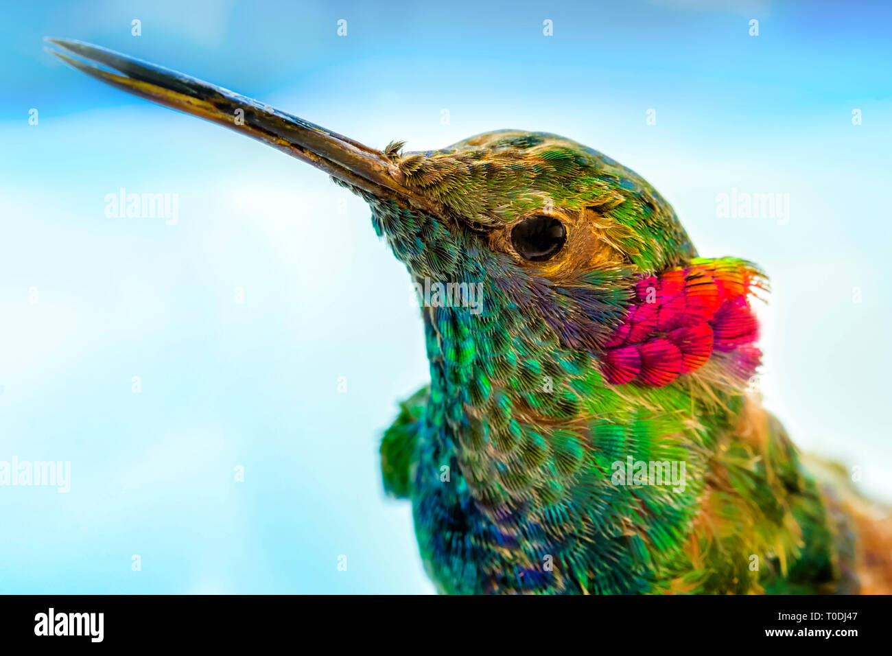 Macro portrait humming bird hi-res stock photography and images - Alamy