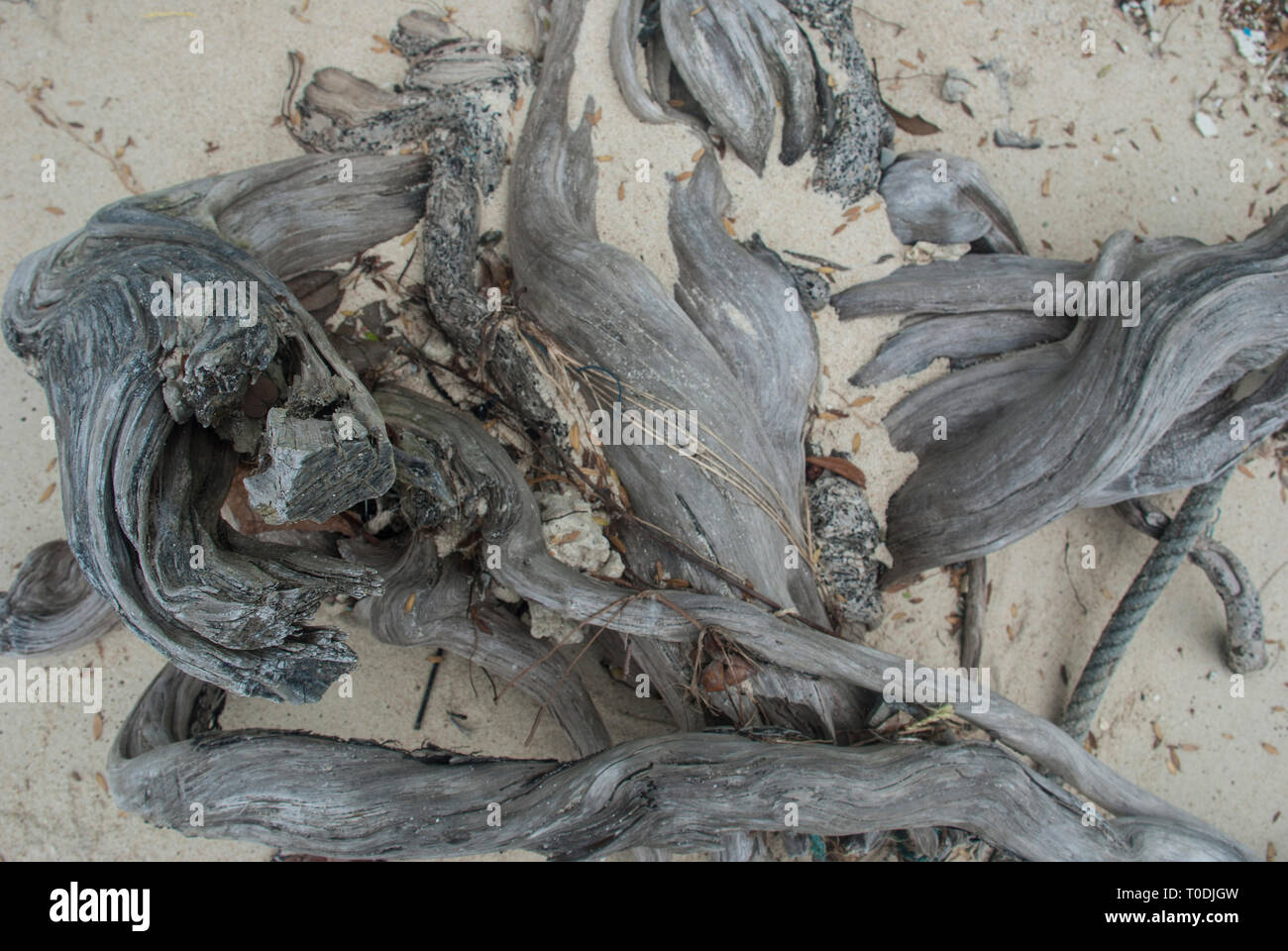 Boat rope tied to trees in the forest Stock Photo - Alamy