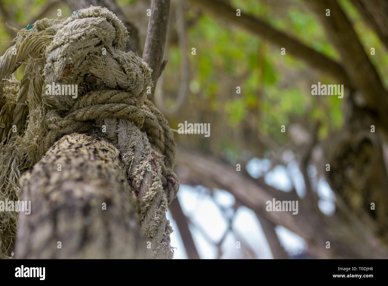 Boat rope tied to trees in the forest Stock Photo - Alamy