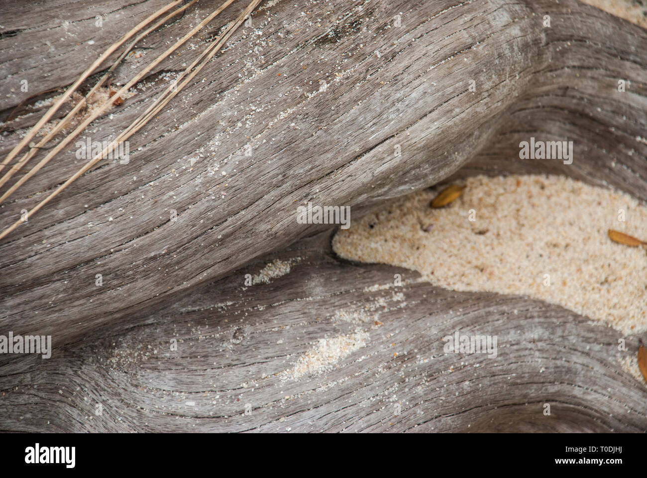 Buried roots hi-res stock photography and images - Alamy