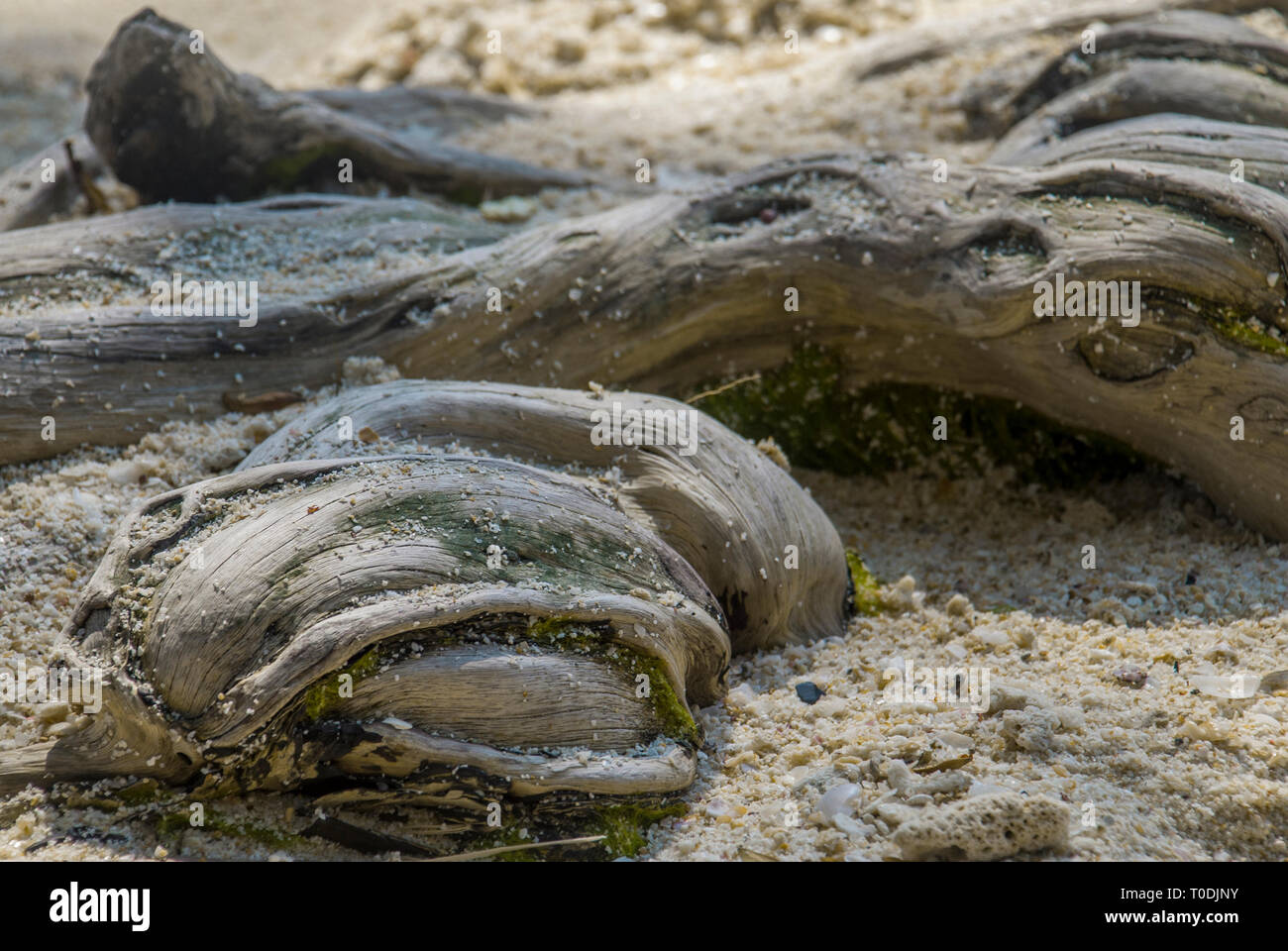 The roots of a big tree on the beach in the morning Stock Photo - Alamy