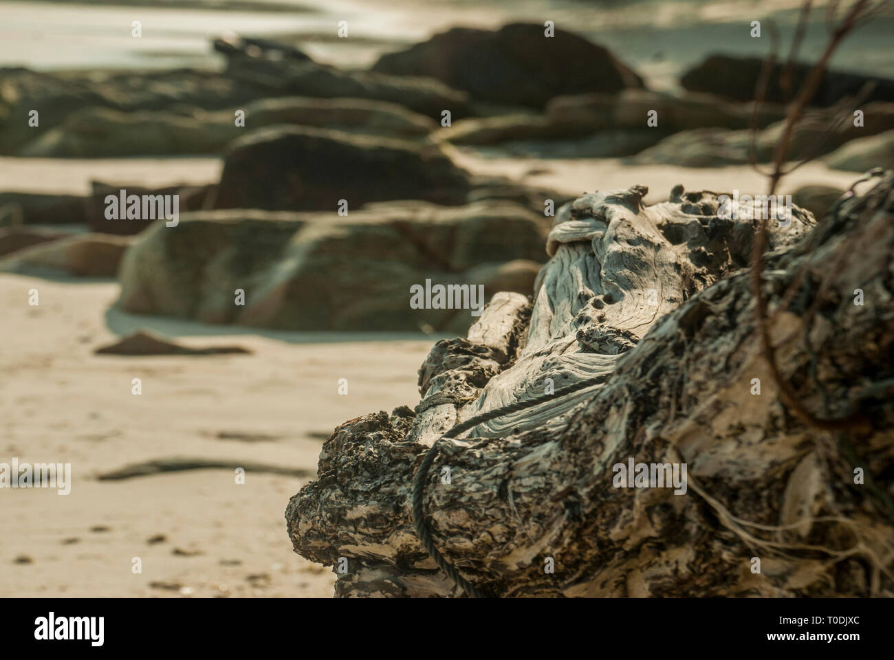 The beauty of old timber is buried in the sand by the sea Stock Photo ...