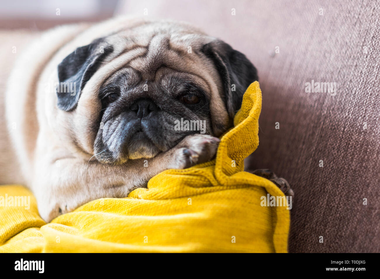 Lazy and relaxed carlino pug dog lying down with pillow on the sofa ...