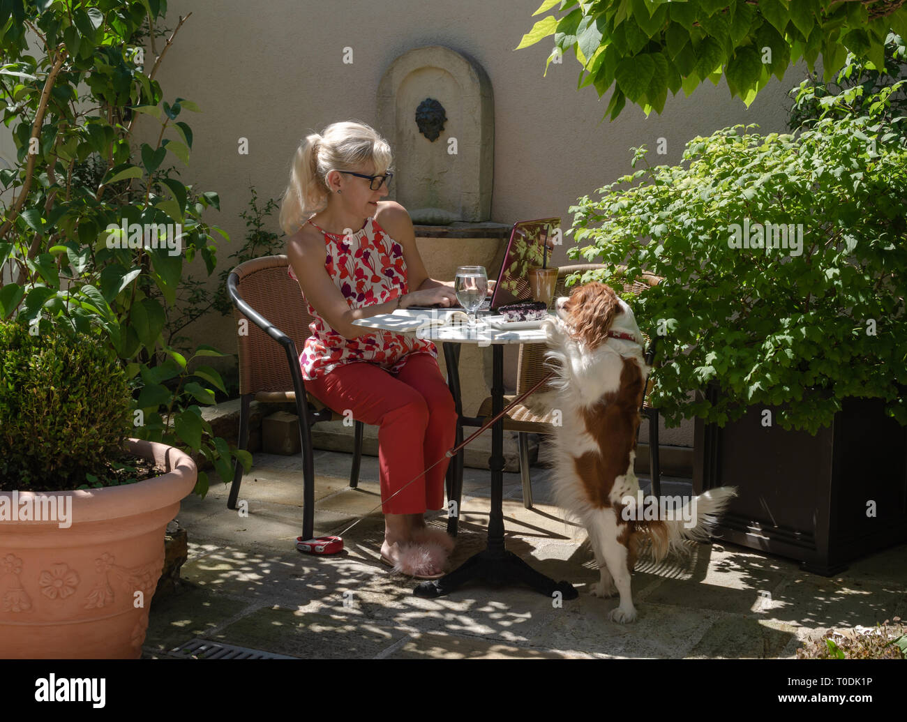 Person dressed as cavalier hi-res stock photography and images - Alamy