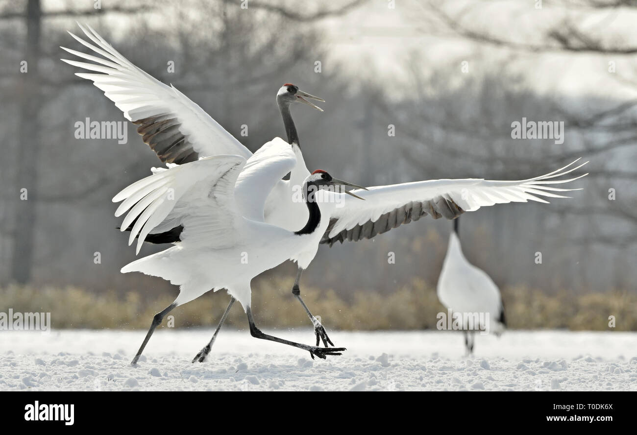 Dancing Cranes. The ritual marriage dance of cranes. The red-crowned ...