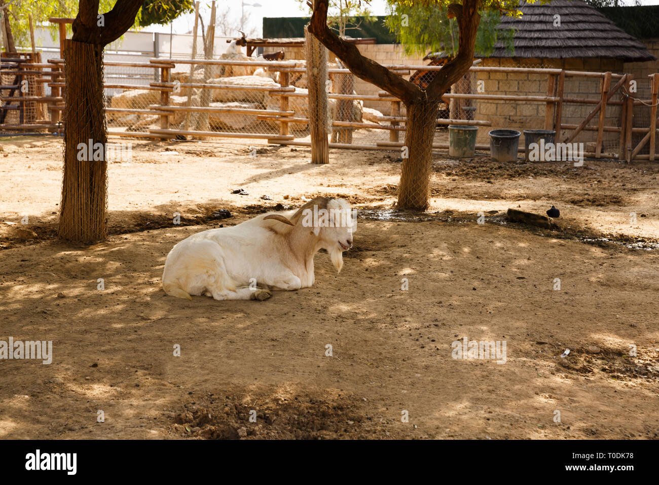 Sitting Goat High Resolution Stock Photography and Images - Alamy