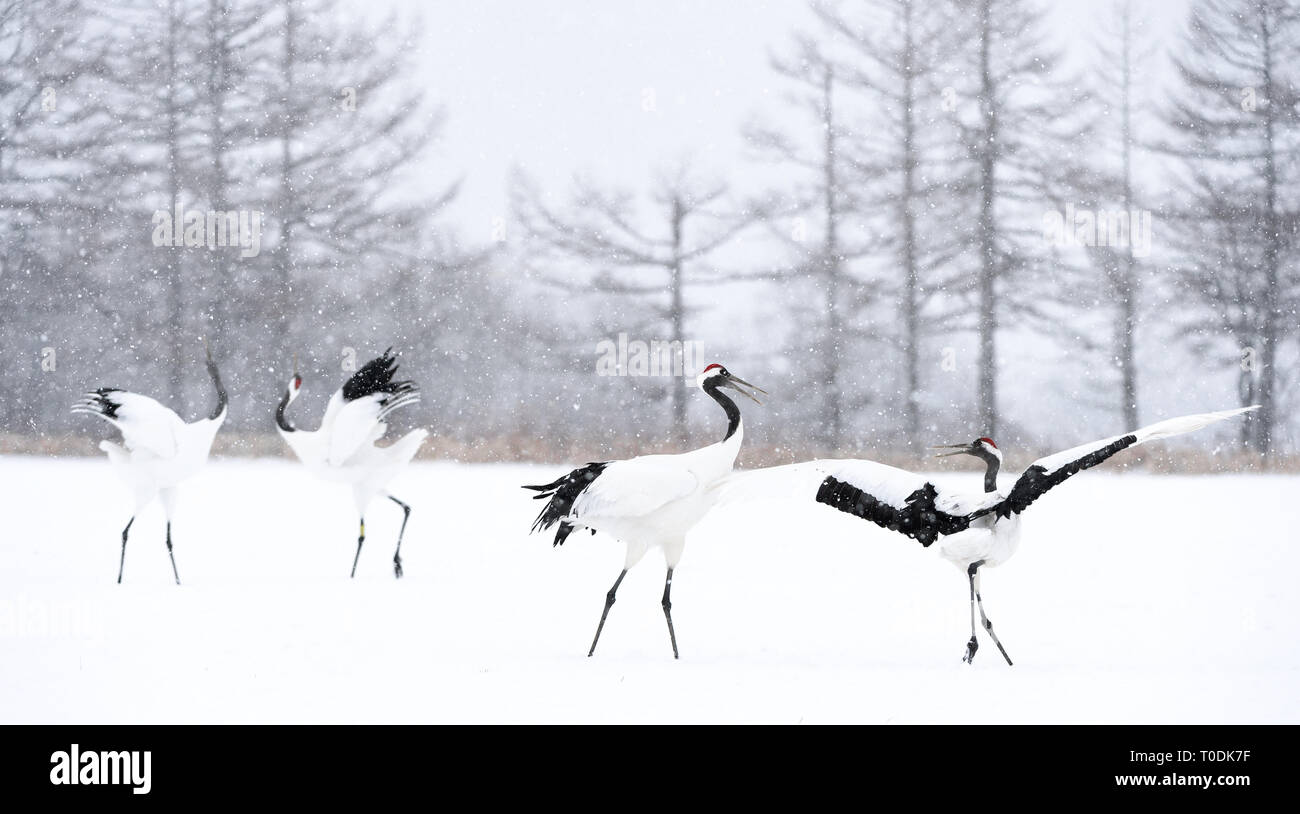 Dancing Cranes. The ritual marriage dance of cranes. The red-crowned ...