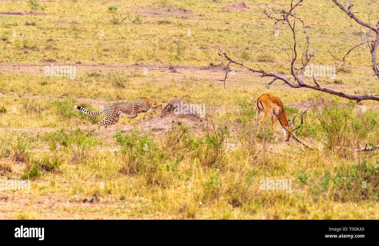 Cheetah hunting impala hi-res stock photography and images - Alamy