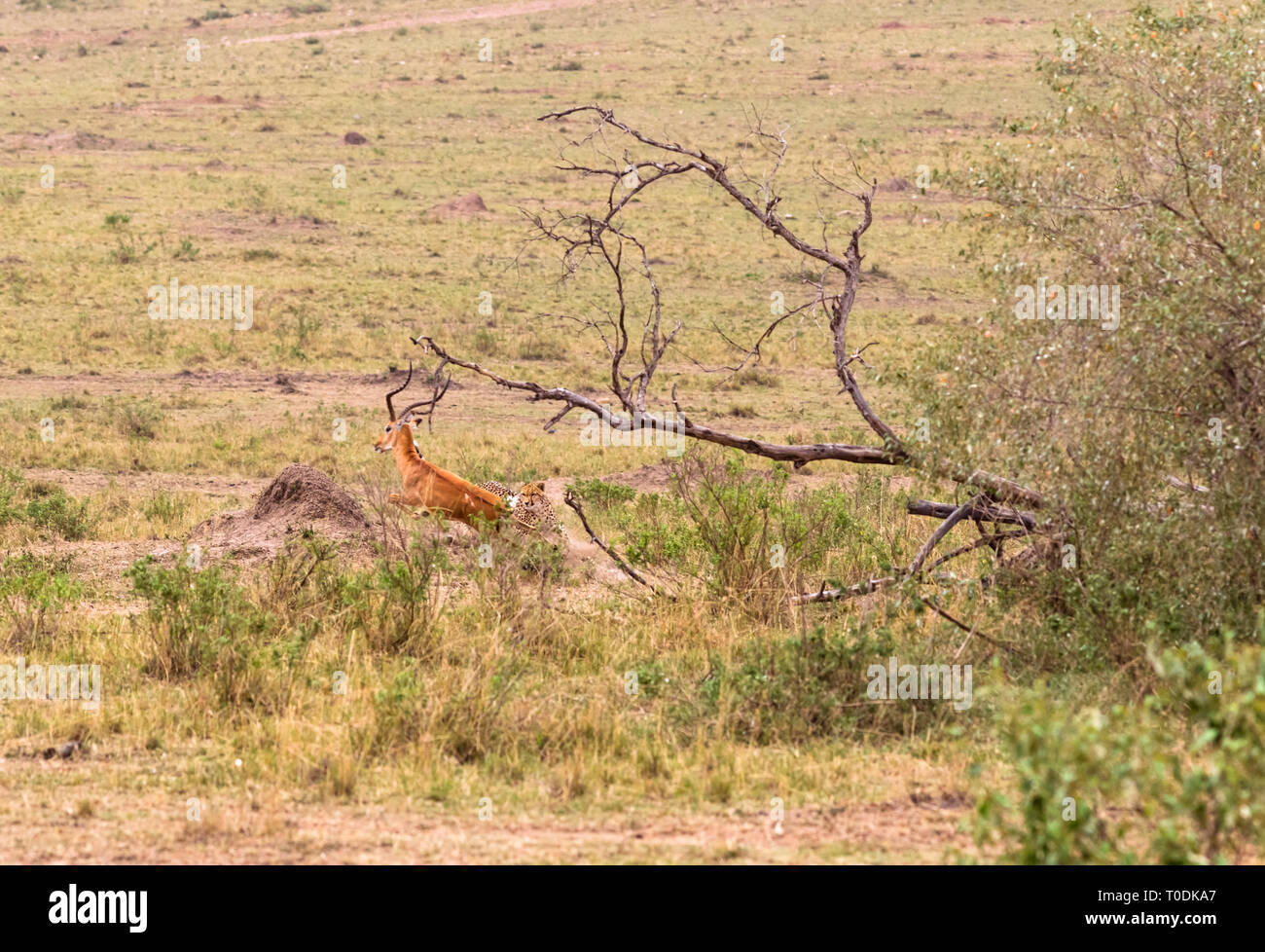 Photo series: Cheetah hunting for big Impala. The sixth episode. Masai ...