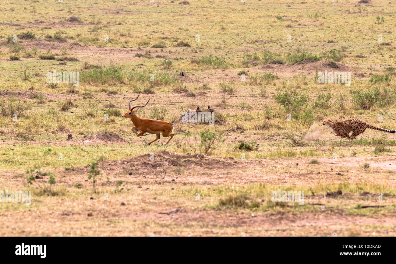 Photo series: Cheetah hunting for big Impala. The seventh episode ...