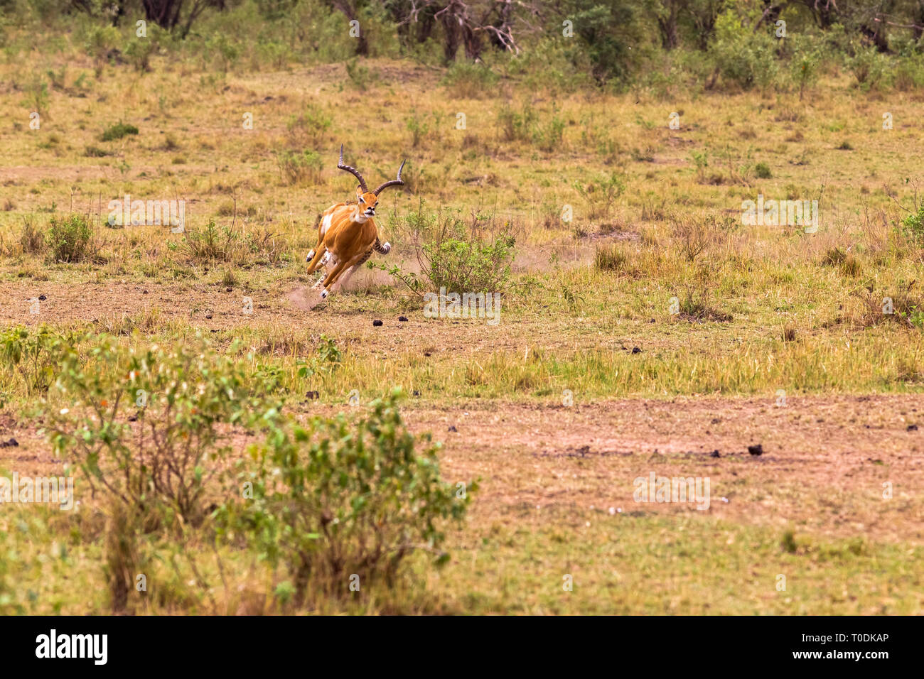 Photo series: Cheetah hunting for big Impala. The eighth episode. Masai ...