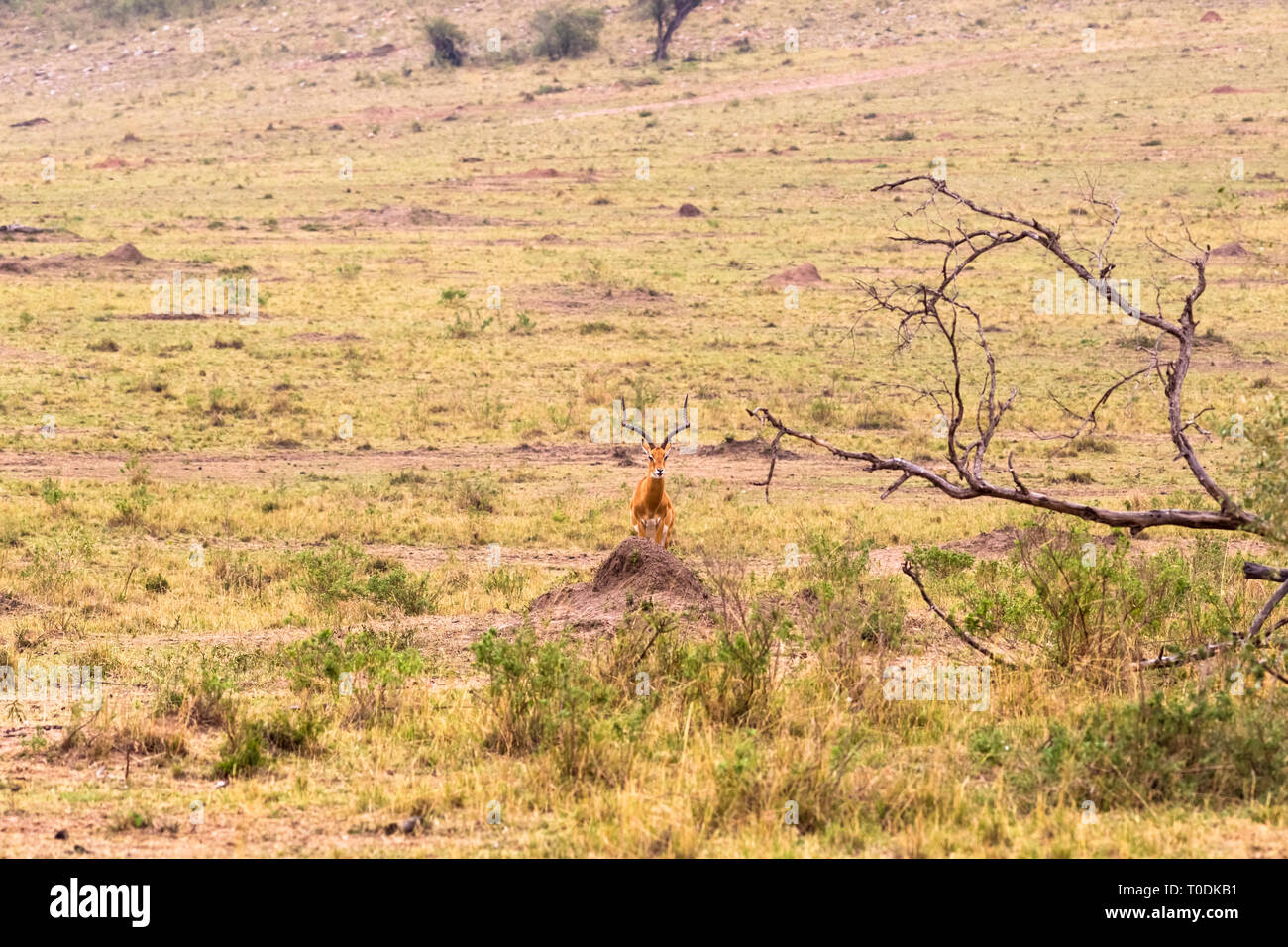 Photo series: Cheetah hunting for big Impala. The first episode. Masai ...