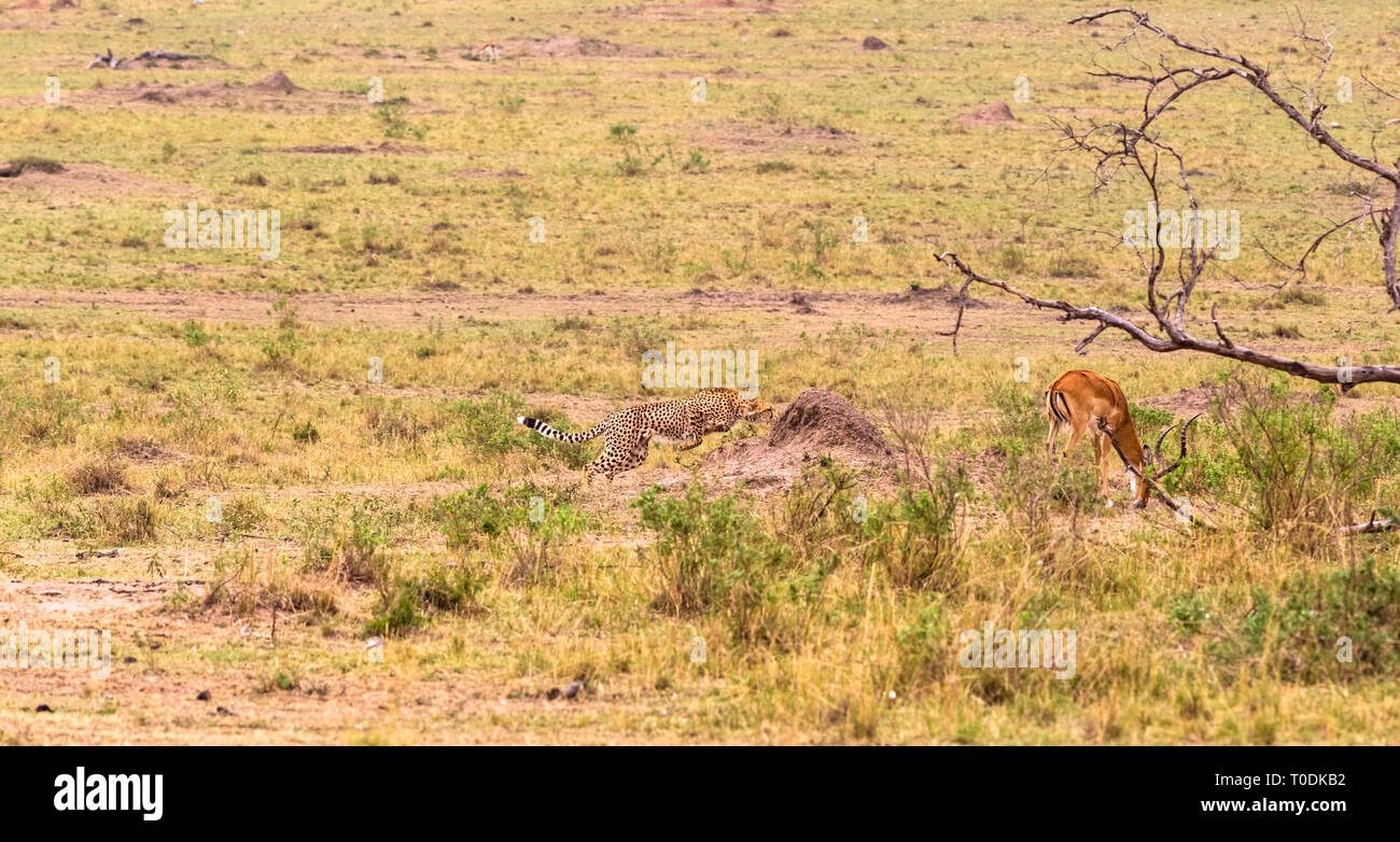Cheetah chasing impala hi-res stock photography and images - Alamy