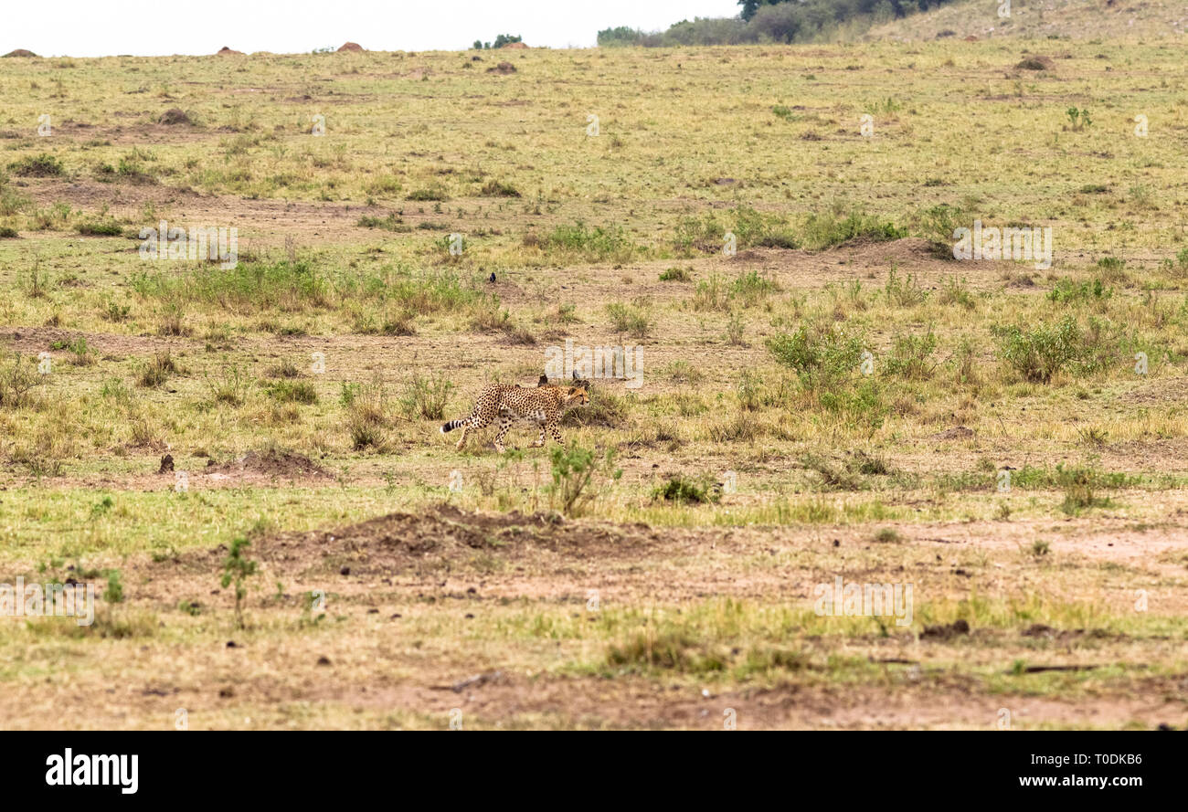 Cheetah hunting impala hi-res stock photography and images - Alamy