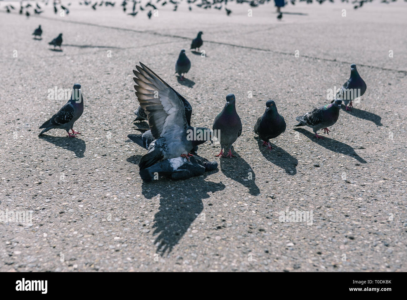 Starving animals hi-res stock photography and images - Alamy