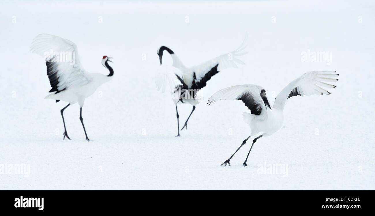 Dancing Cranes. The ritual marriage dance of cranes. The red-crowned ...