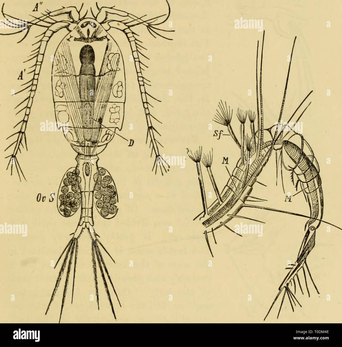 Elementary text-book of zoology, general Elementary text-book of ...