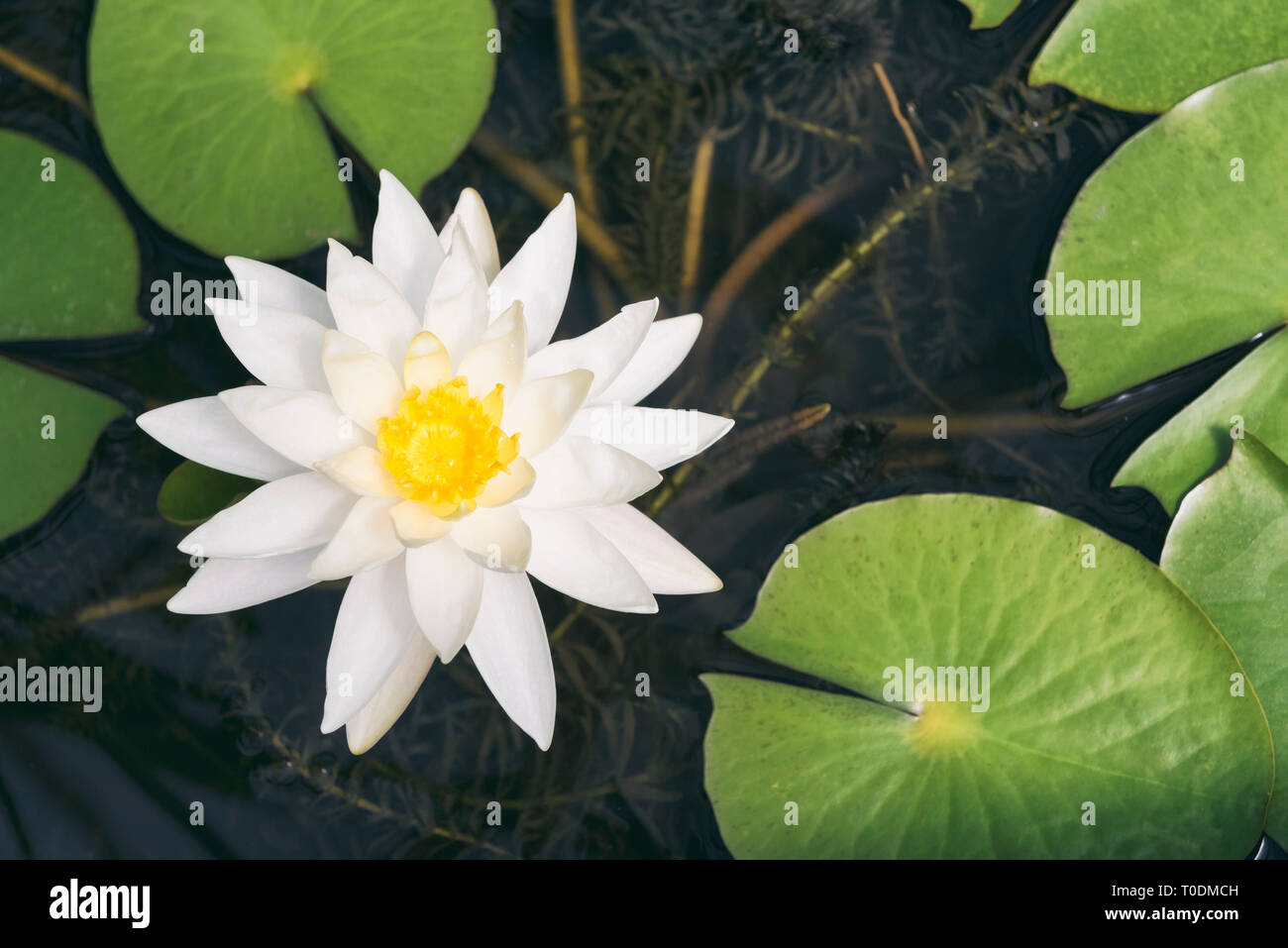White water lily Stock Photo - Alamy