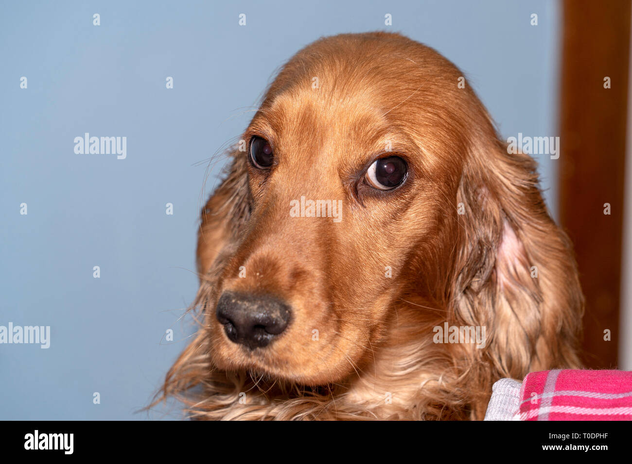 Doubtful dog hi-res stock photography and images - Alamy