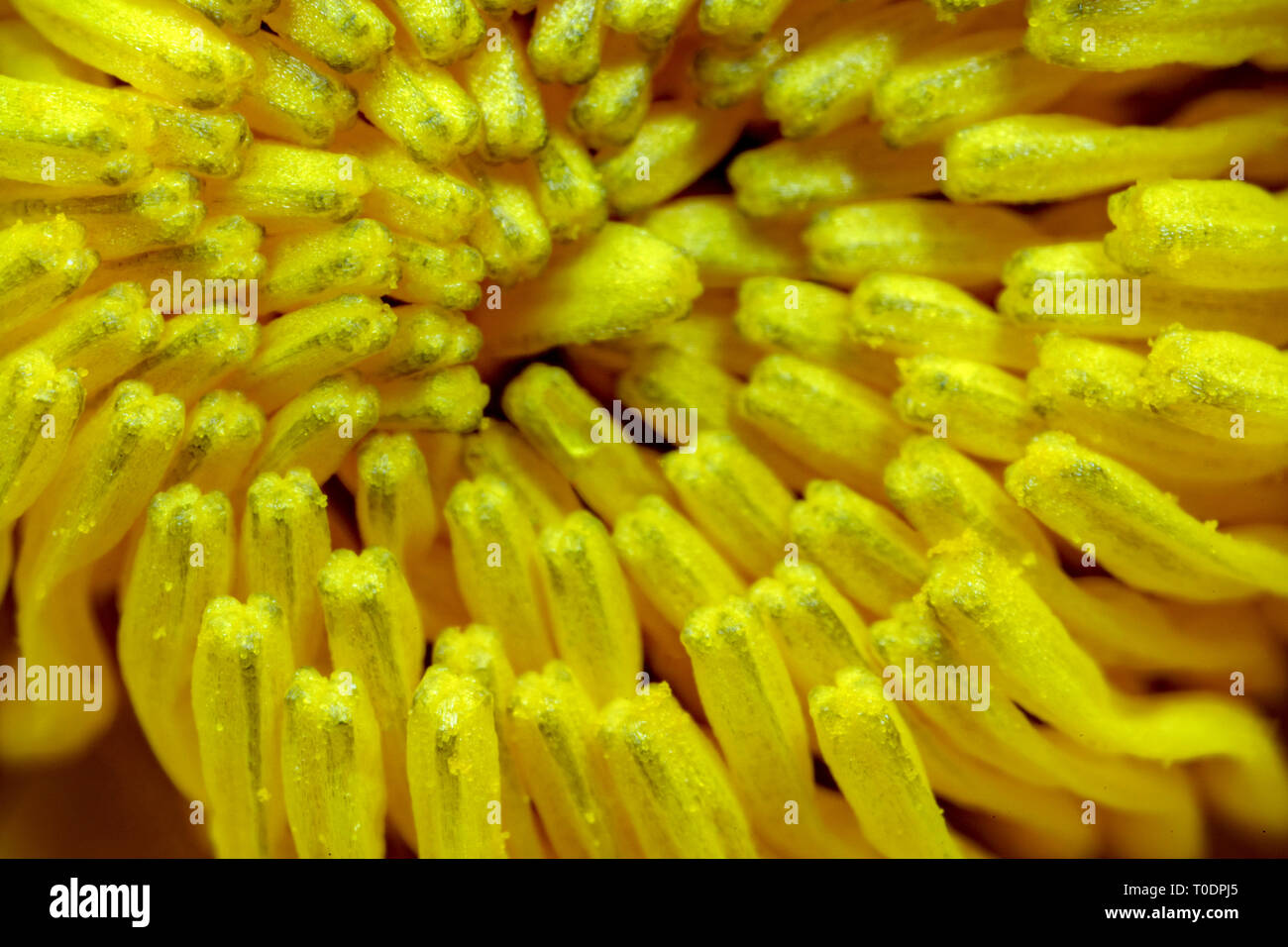 Dandelion pollen microscope hi-res stock photography and images - Alamy