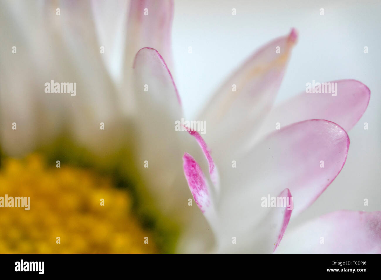 daisy flower leaf ultra macro detail close up microscope Stock Photo ...