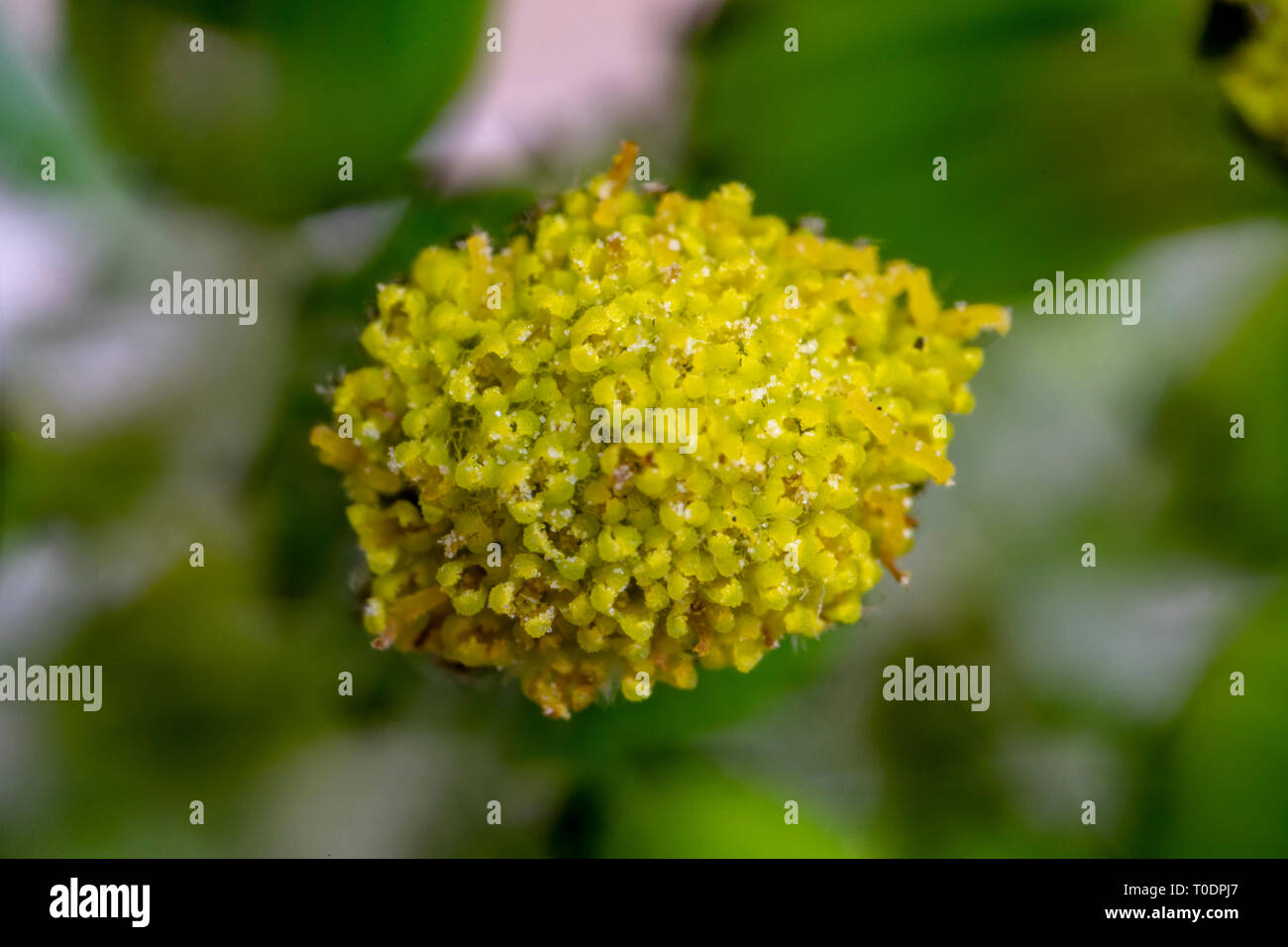 Dandelion pollen microscope hi-res stock photography and images - Alamy