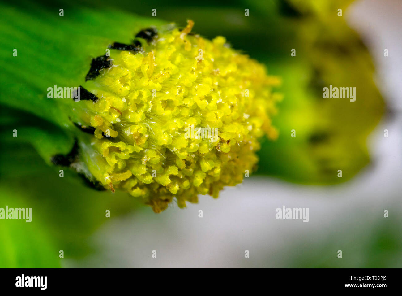 Flower petal microscope hi-res stock photography and images - Alamy