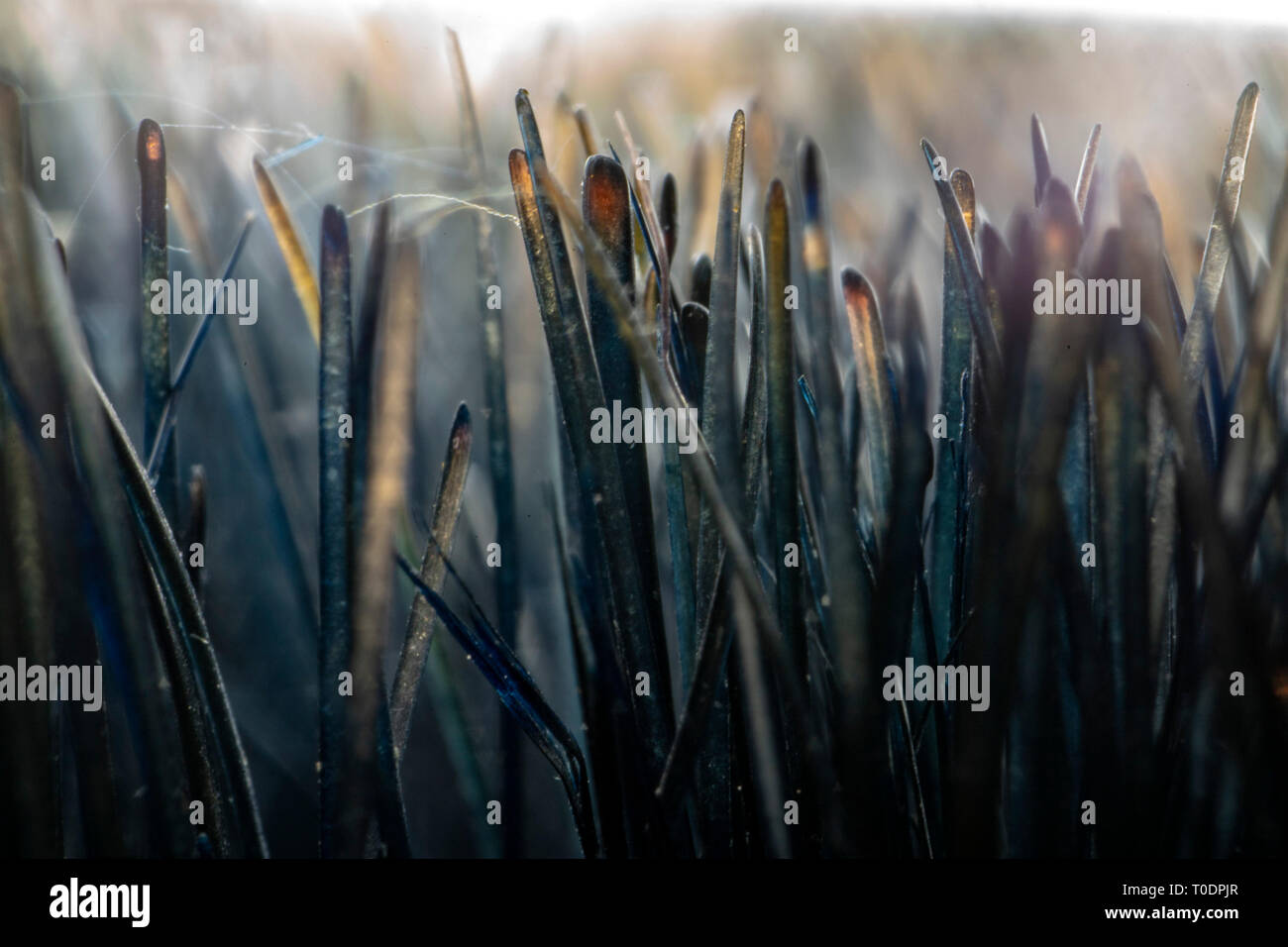 brush microscope ultra macro detail close up Stock Photo - Alamy
