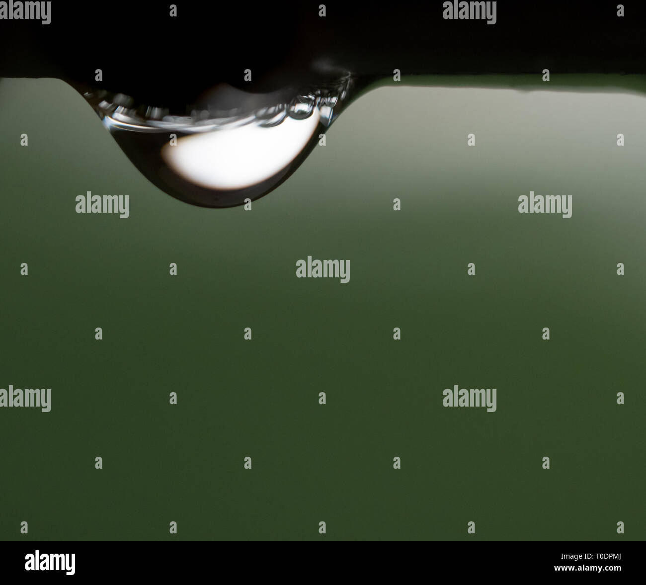 Hanging raindrop following an overnight storm, with green foliage in ...