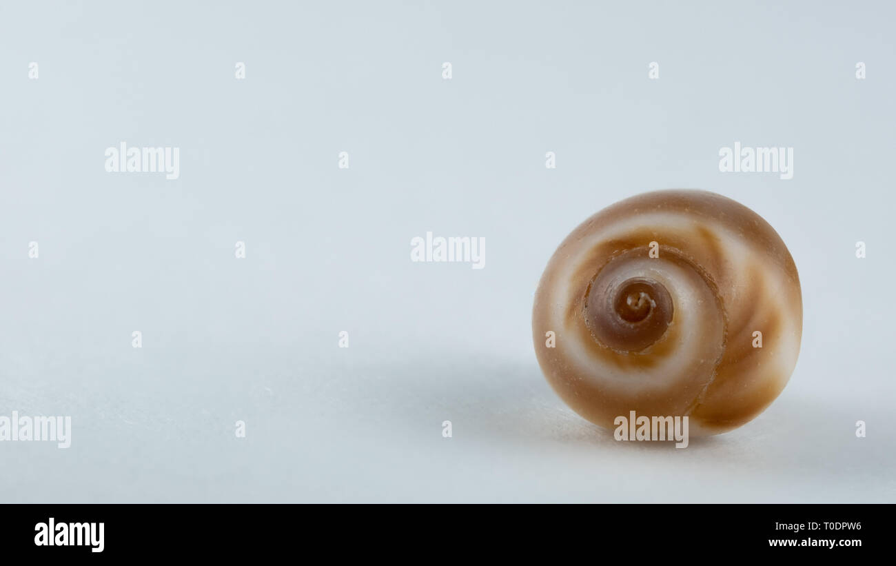 Macro image of the side of a shell on white background Stock Photo - Alamy