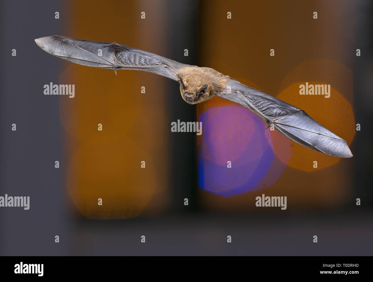 Common pipistrelle in flight hi-res stock photography and images - Alamy