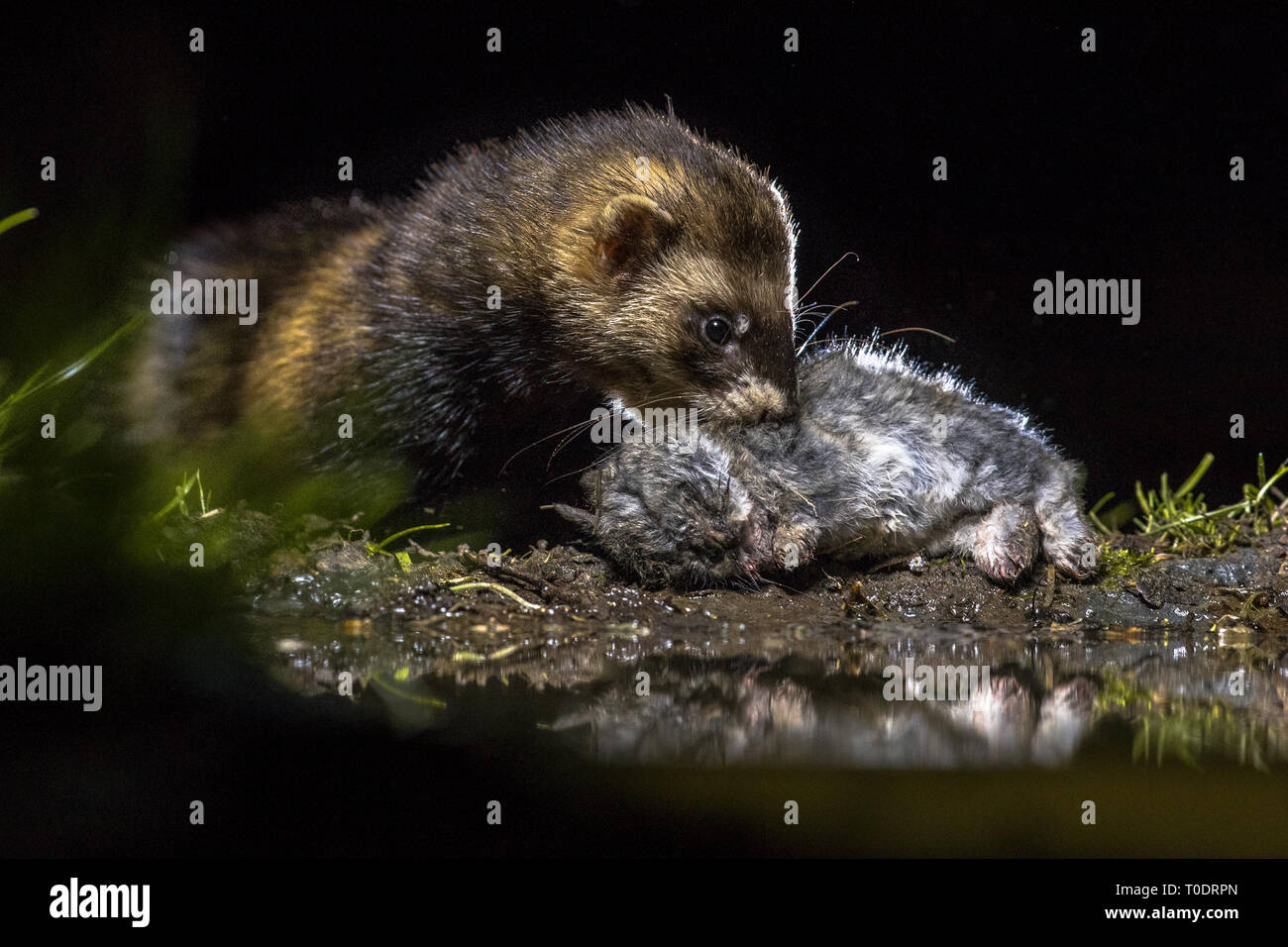 Polecat rabbit hi-res stock photography and images - Alamy