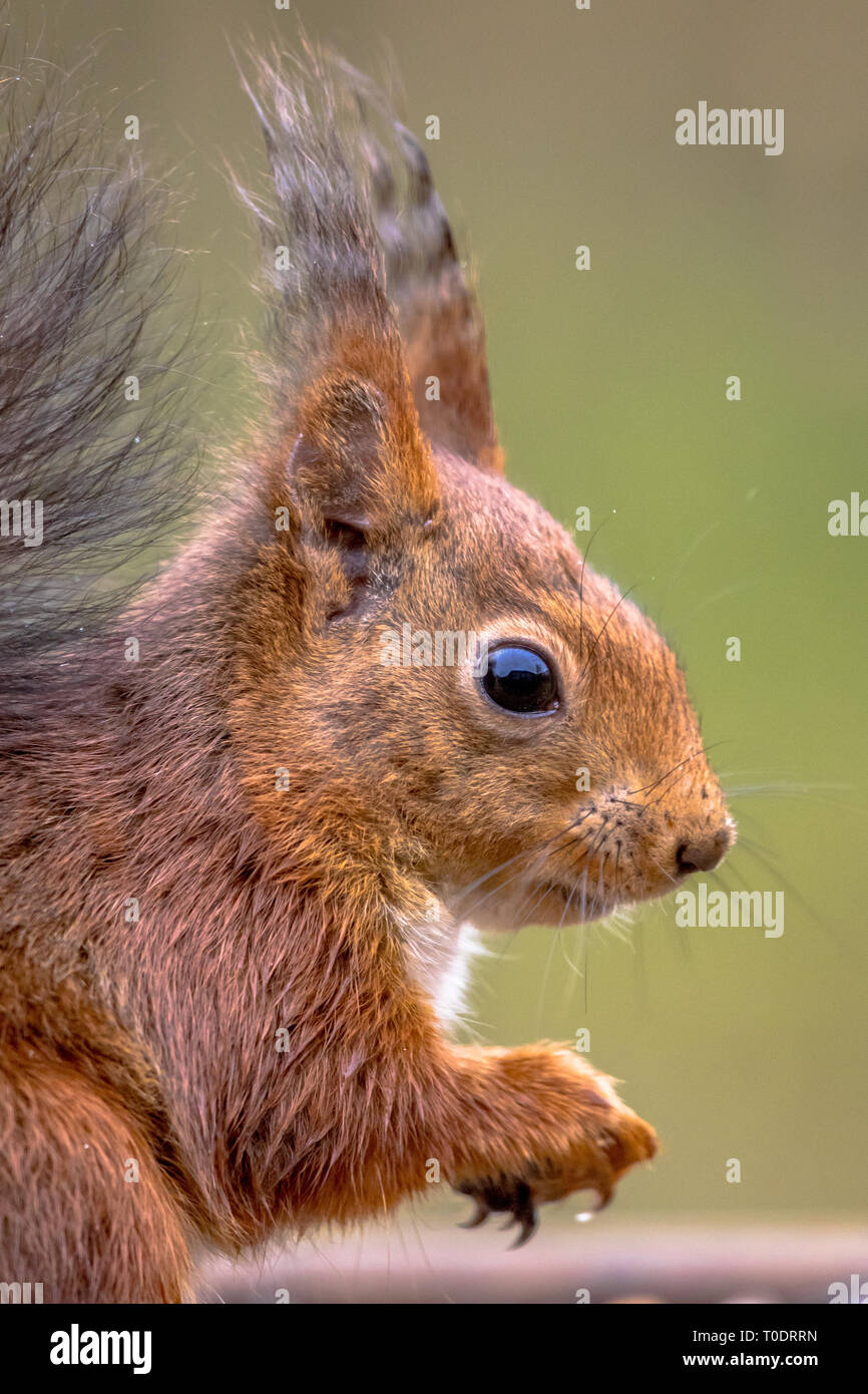 Red squirrel (Sciurus vulgaris) close up of side view portrait. Animal ...