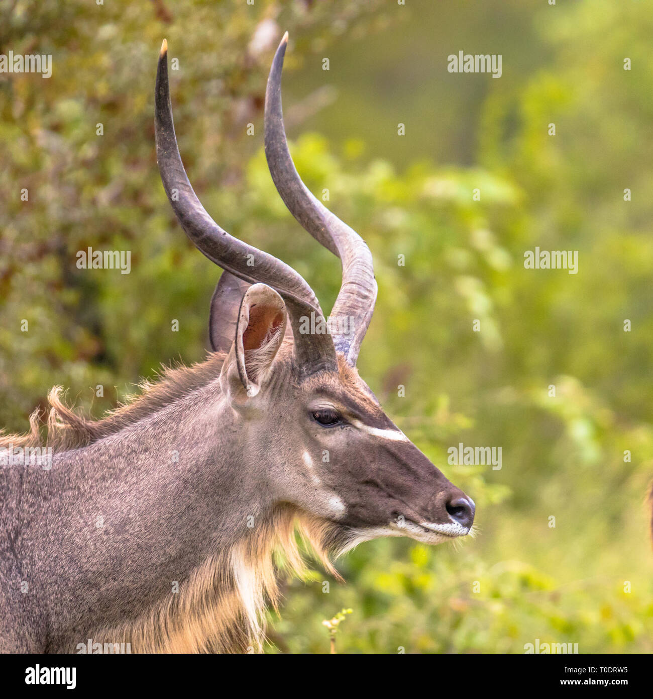 African antelope headshot hi-res stock photography and images - Alamy