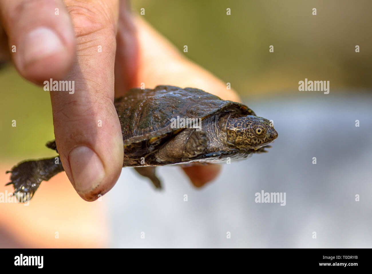 Platdop hi-res stock photography and images - Alamy