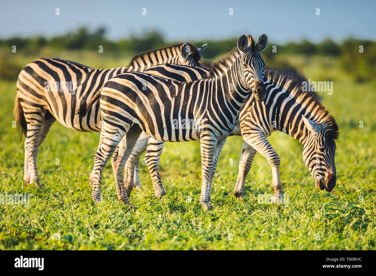 Three Common Zebras (Equus quagga) grazing in bushveld savanna of ...