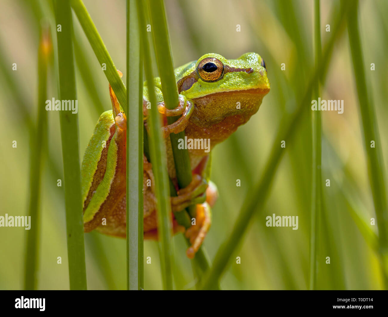 Tree frog (Hyla arborea) looking from behind common rush (juncus ...