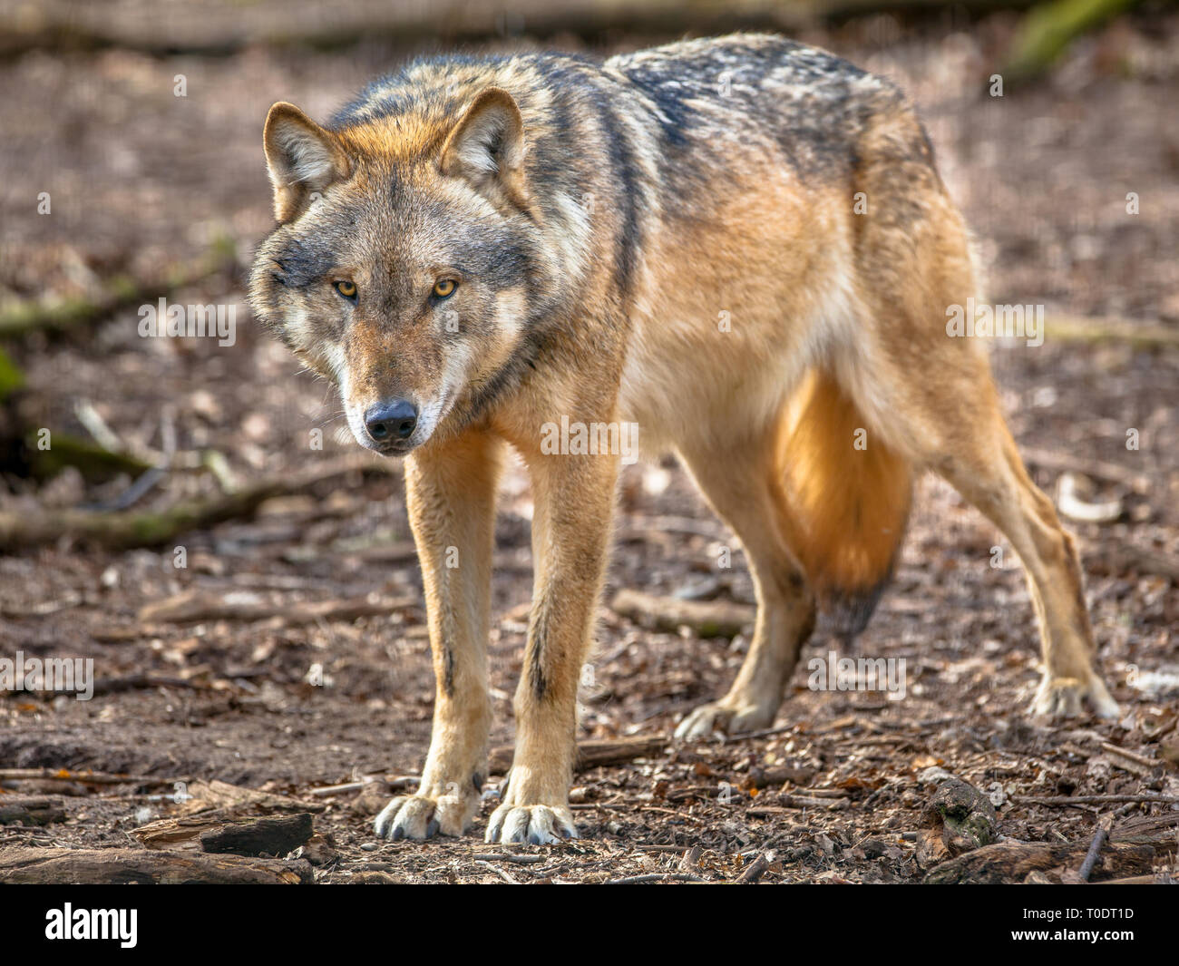 Animals In The Canis Genus