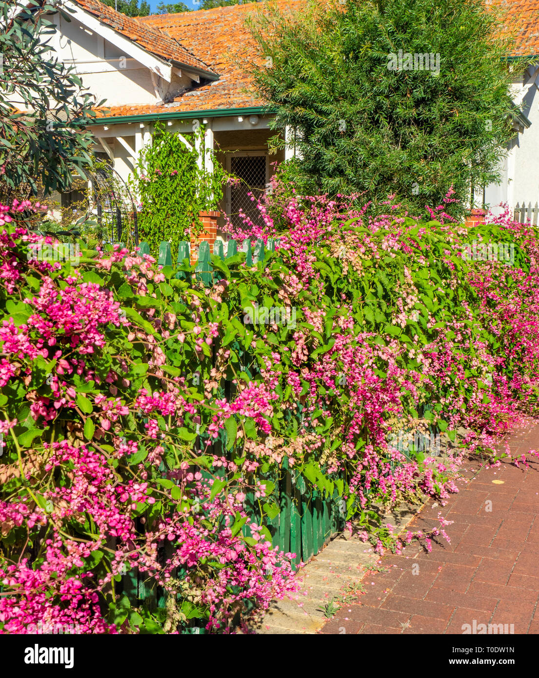 Weigela florida 'Pink Princess' shrub growing through a wooden picket ...