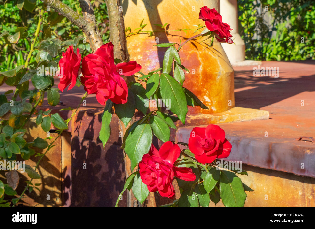 Red flowering roses Stock Photo - Alamy
