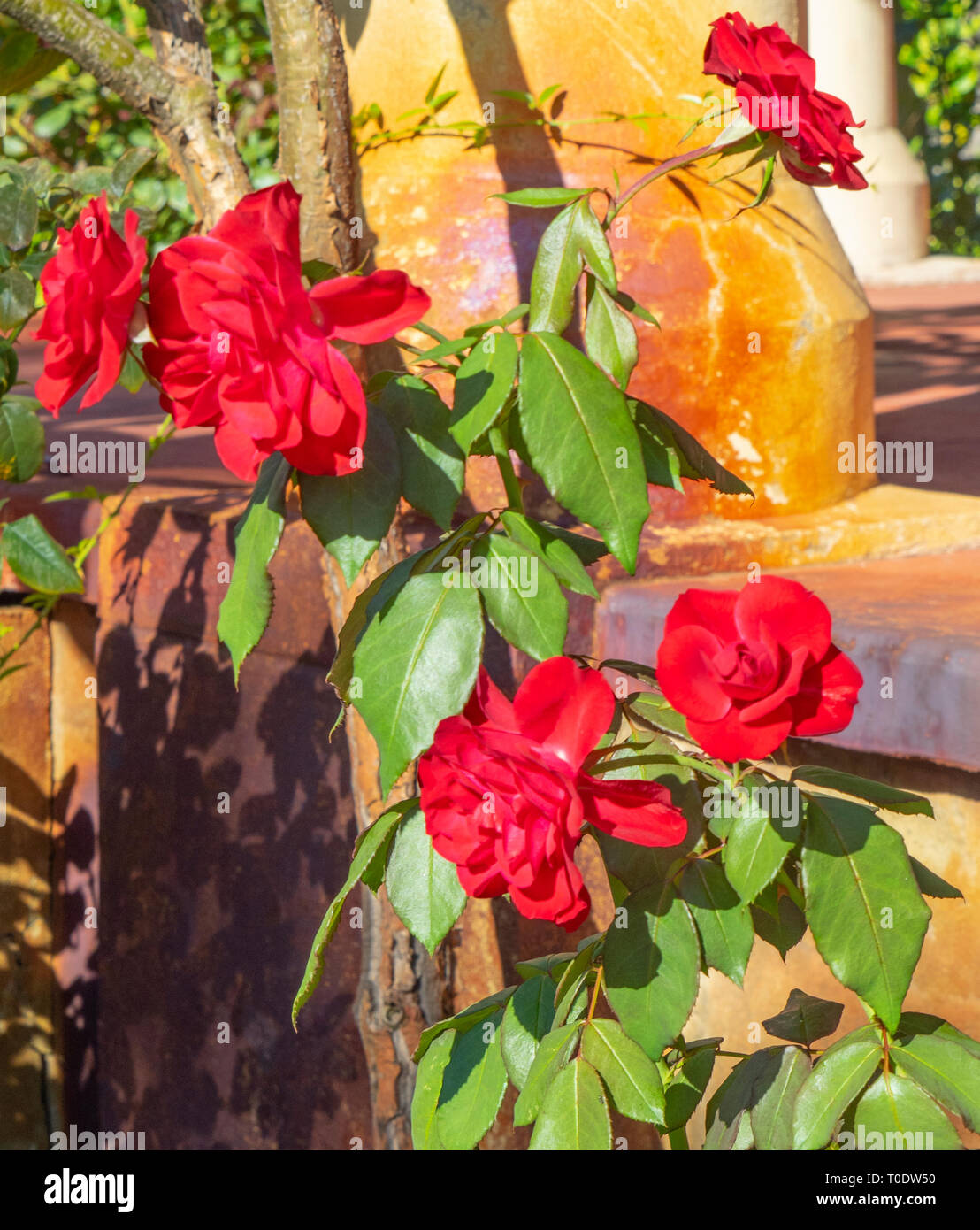Red flowering roses Stock Photo - Alamy