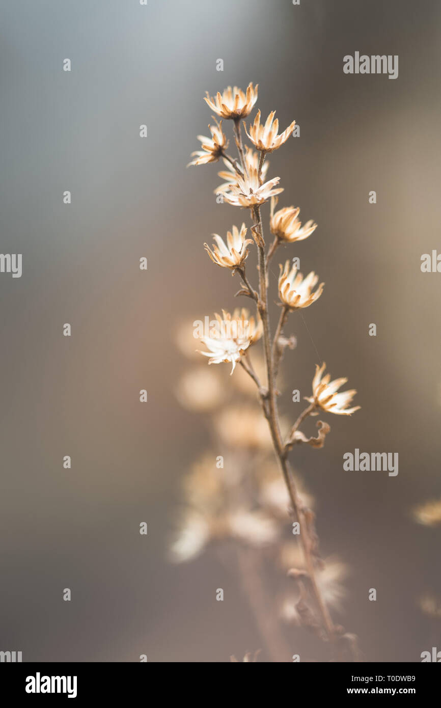 Dried flowers background abstract Stock Photo - Alamy
