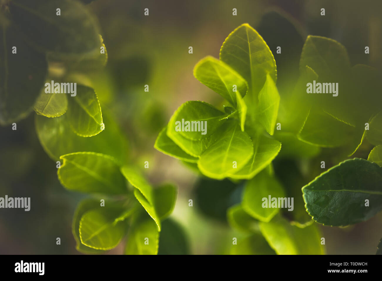 Beutiful leaves hi-res stock photography and images - Alamy