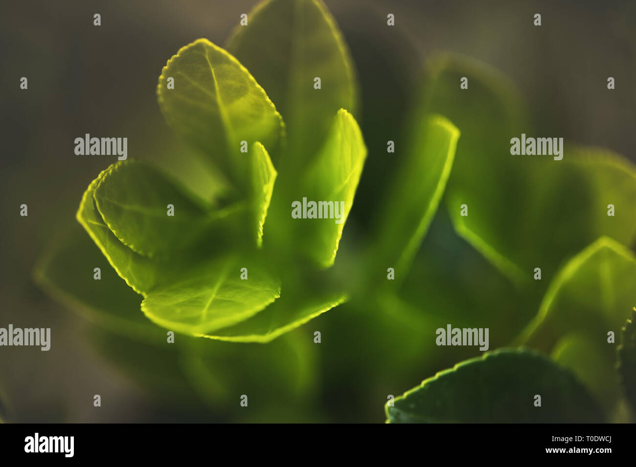 Close up of green leaves Stock Photo - Alamy