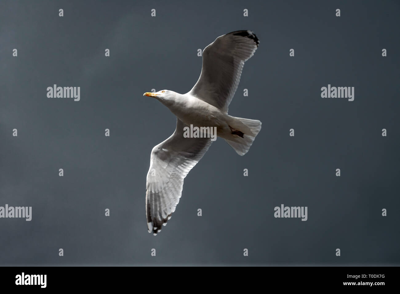 Flying into the storm hi-res stock photography and images - Alamy