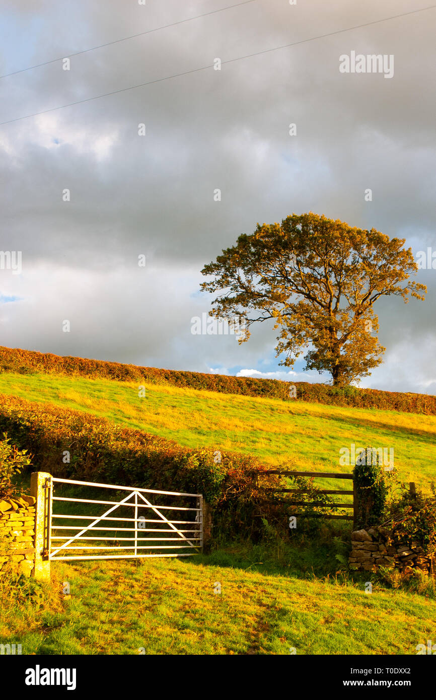 The typical landscape in Yorkshire Dales National Park, Great Britain ...