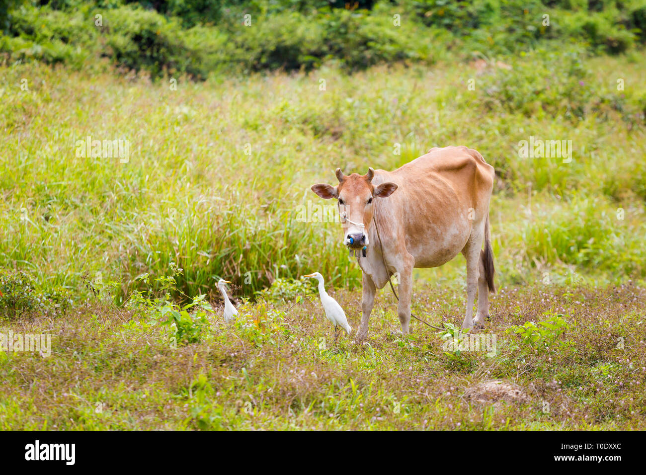 Summer landscape with local animals on tropical koh Lanta Noi in ...