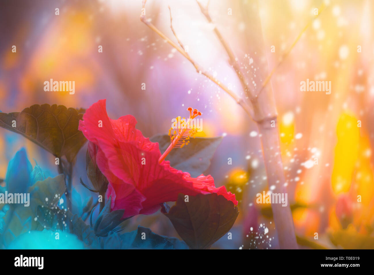 dramatic flower background Stock Photo - Alamy